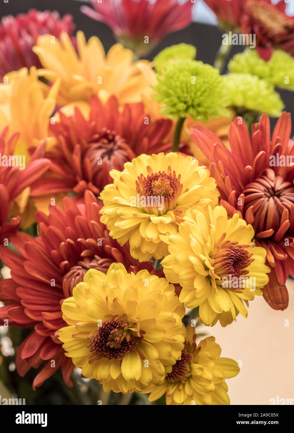 Different colored mums hi-res stock photography and images - Alamy