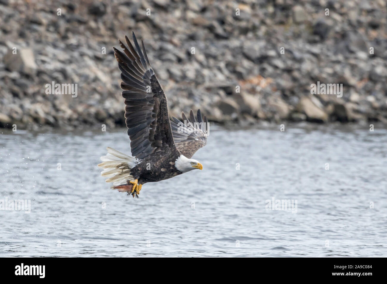 Eagle Flying Catching Fish High Resolution Stock Photography and Images ...