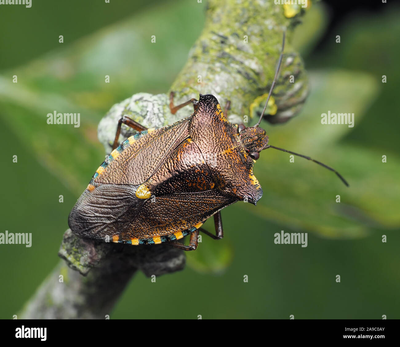 Hawthorn shieldbug on hawthorn branch hi-res stock photography and ...