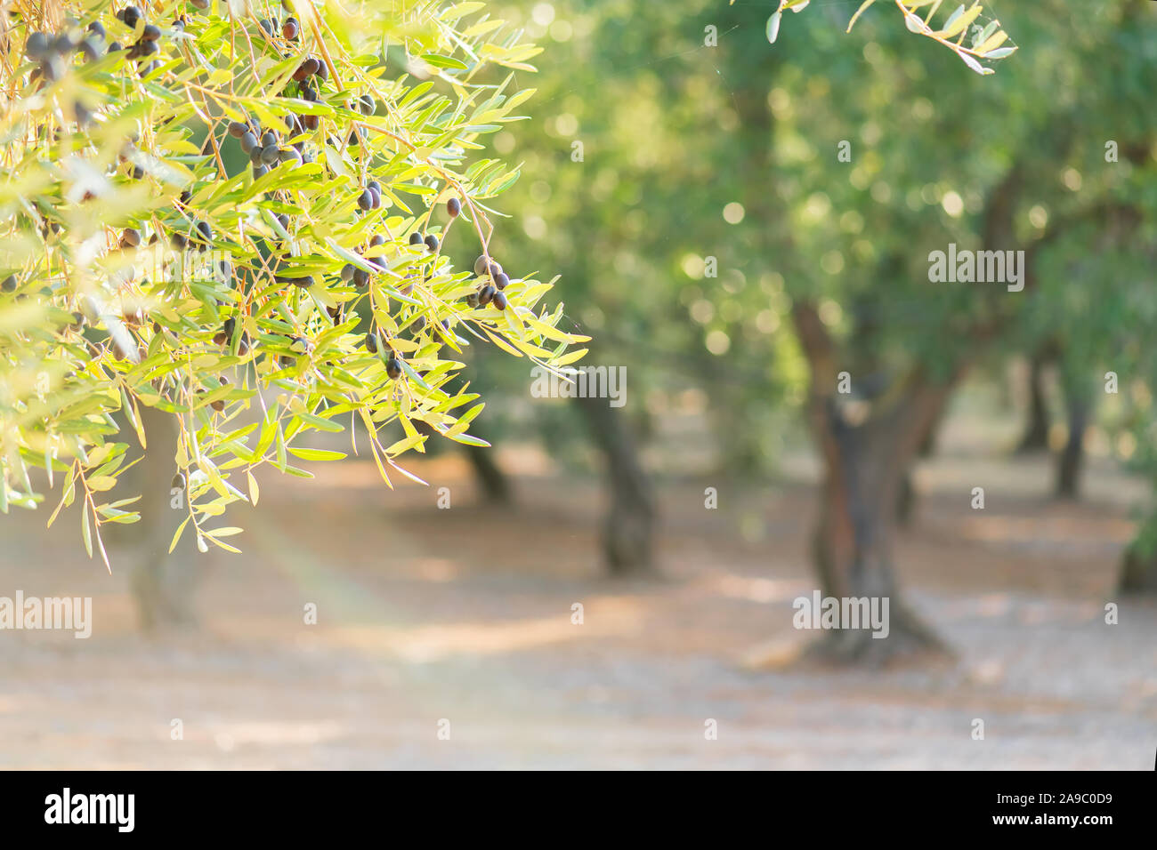 Olive bunch with black ripe olives in olive grove on a blurred ...