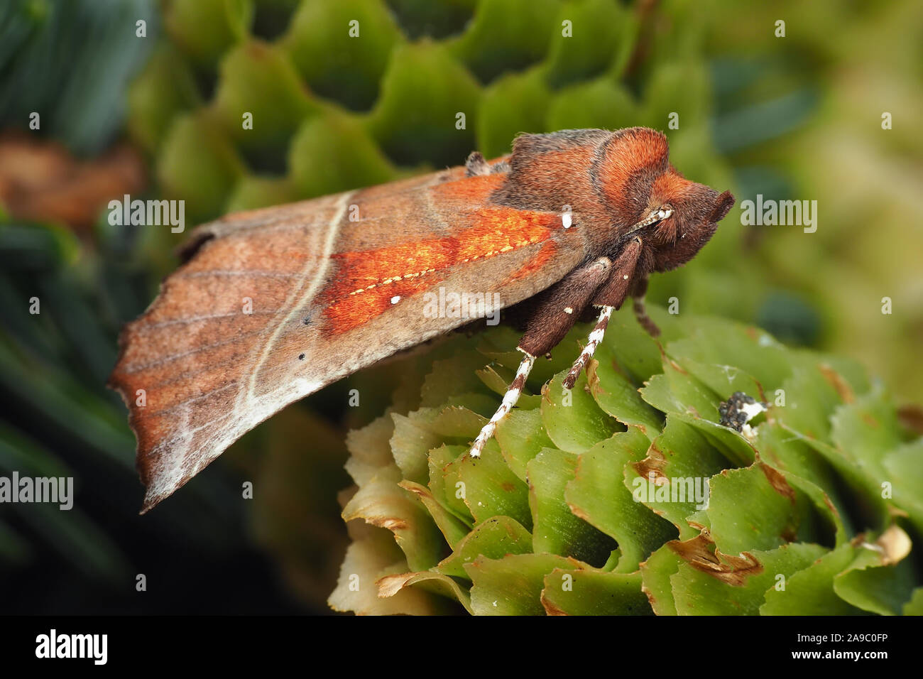 Side view of the herald moth hi-res stock photography and images - Alamy