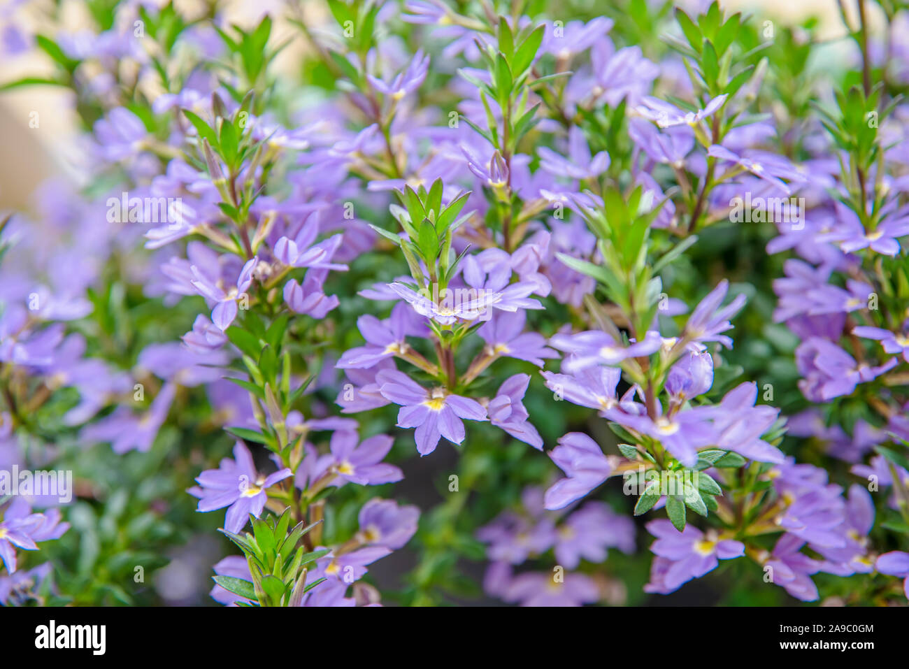 Pattern of small purple garden flowers with round petals. Phlox Stock ...