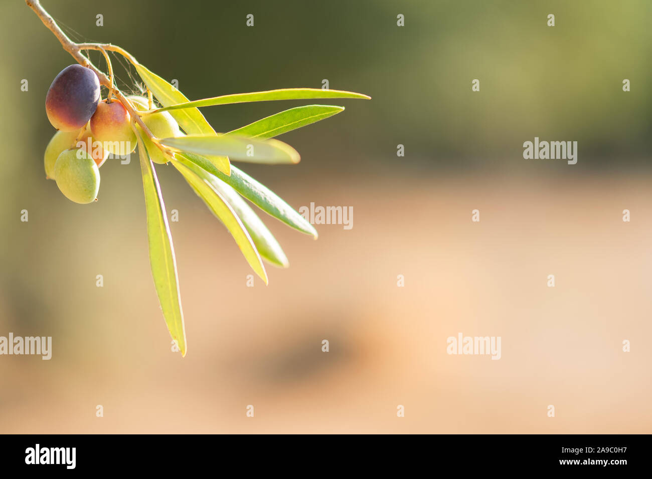 Olive bunch with green ripe olives in olive grove on a blurred ...