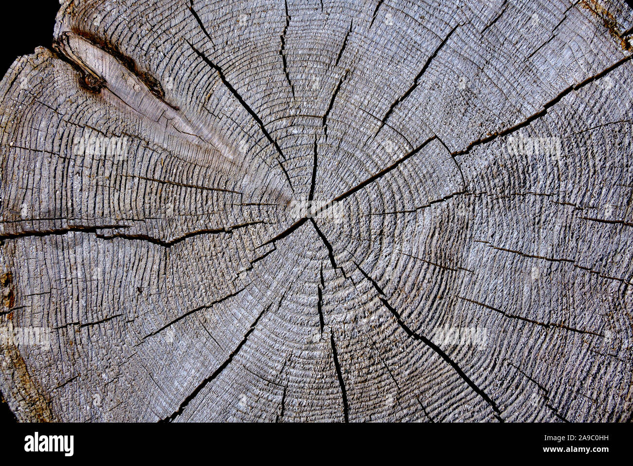 A butt end of a log that has been sawed off to see the growth rings in ...