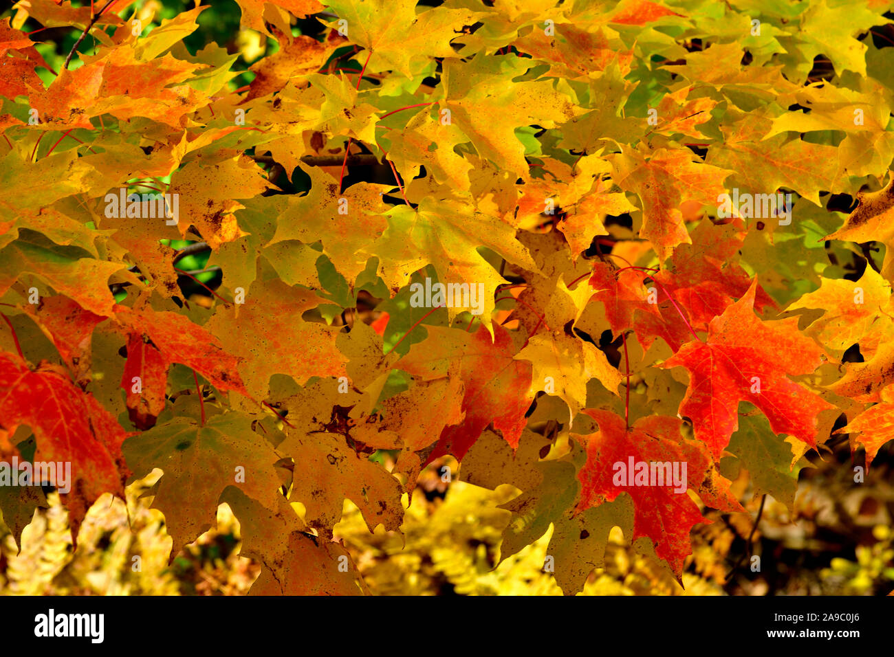 A landscape image of maple tree leaves turning the bright colorful ...
