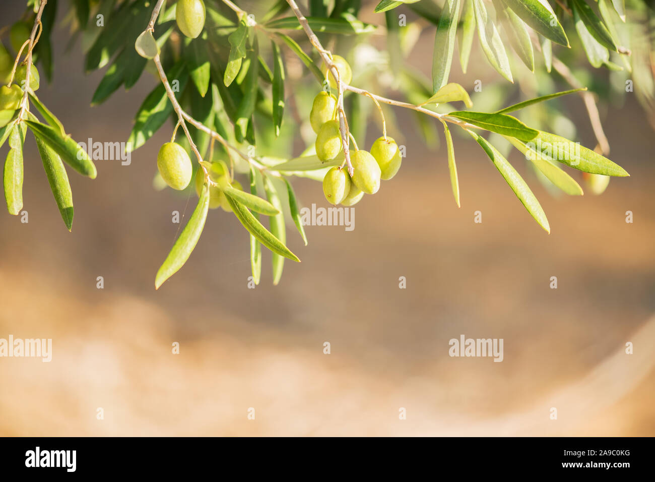 Olive bunch with green ripe olives in olive grove on a blurred ...