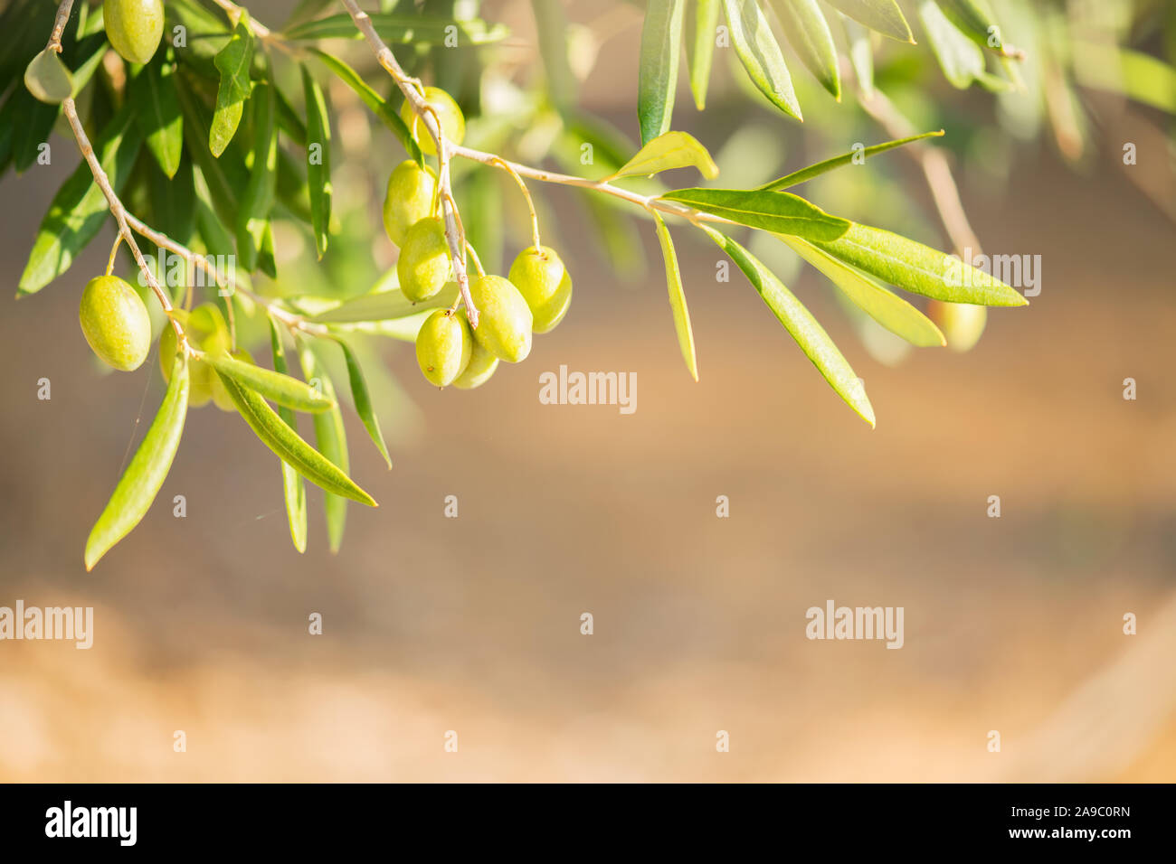 Olive bunch with green ripe olives in olive grove on a blurred ...