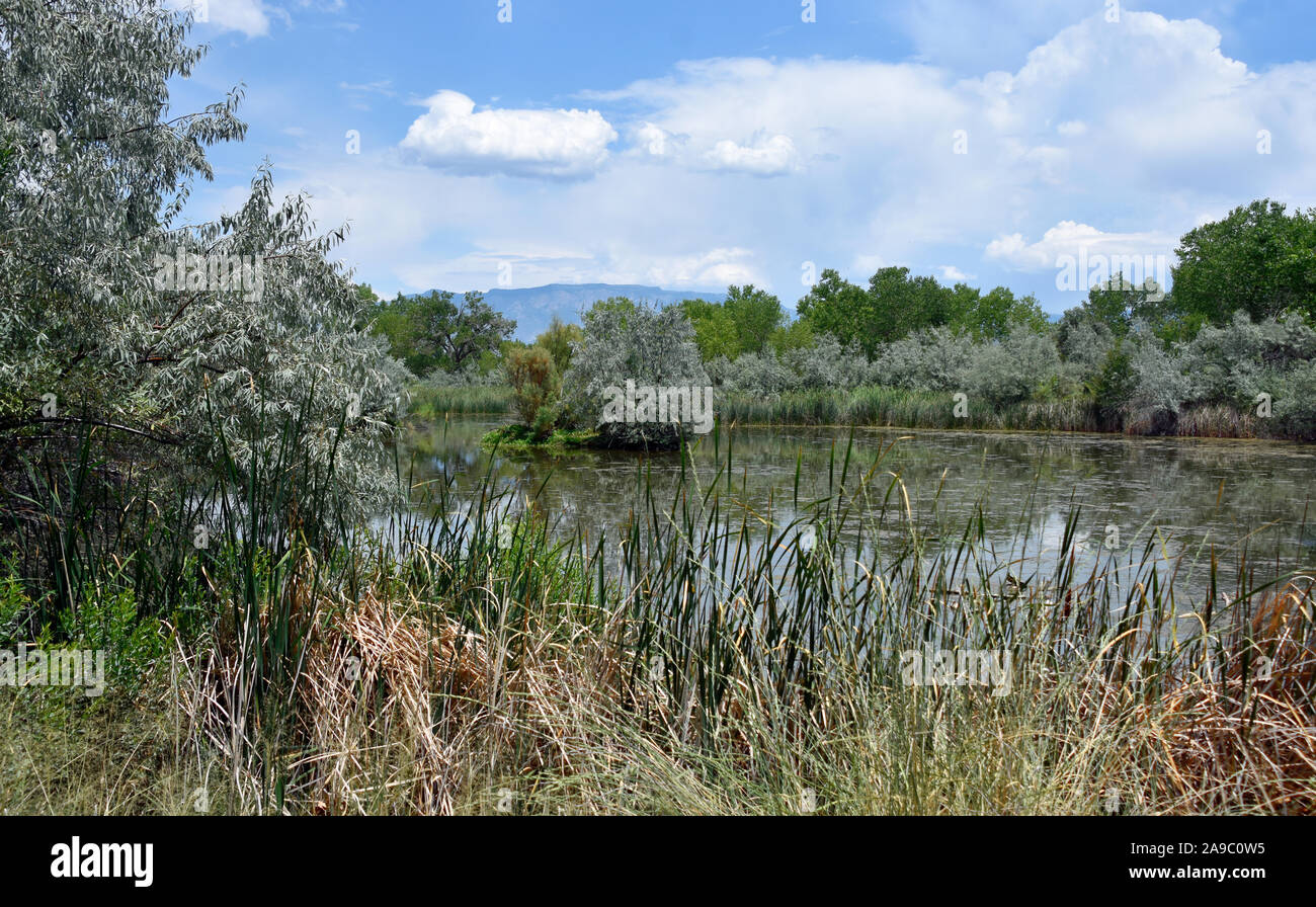 Rio bosque wetlands park hi-res stock photography and images - Alamy