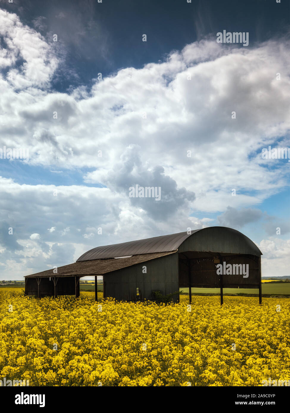 Dutch Barn in a field of yellow rapeseed at Sixpenny Handley, Dorset ...