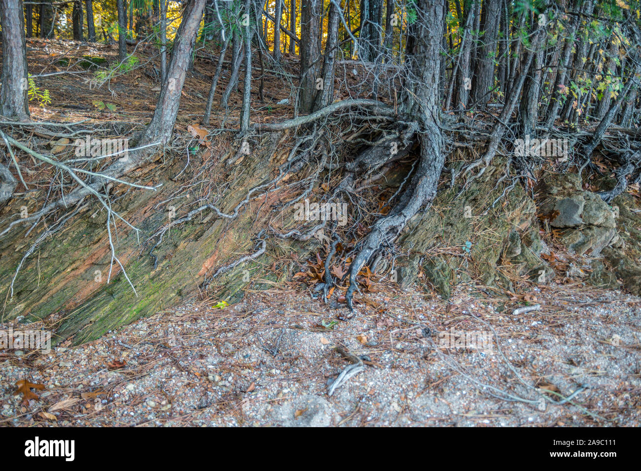 Erosion tree roots shoreline hi-res stock photography and images - Alamy