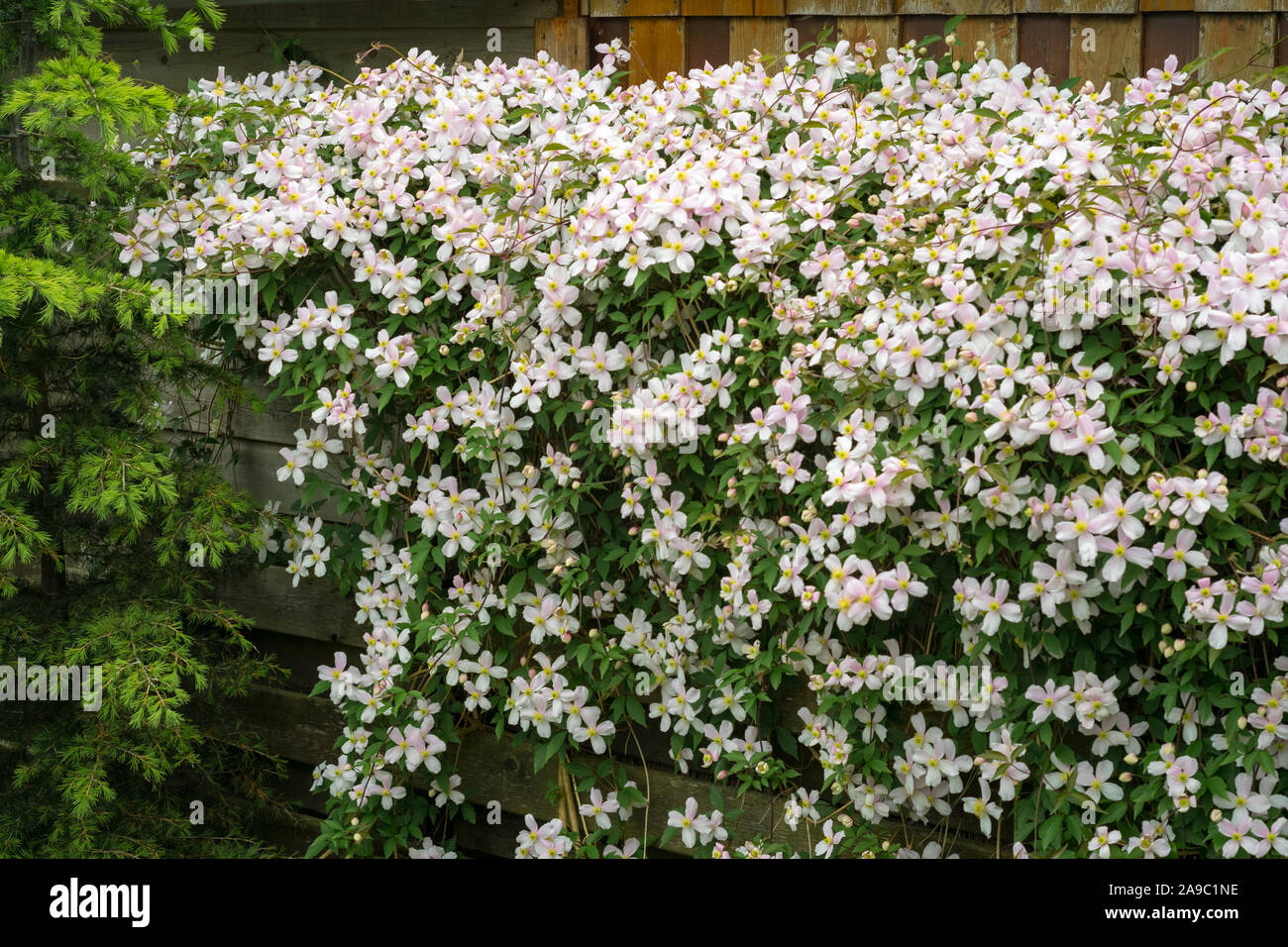 Clematis montana (mountain clematis also known as Himalayan clematis ...