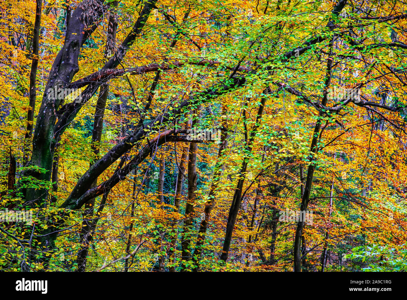 Beautiful Fall Colors in the Black Forest, Switzerland Stock Photo - Alamy