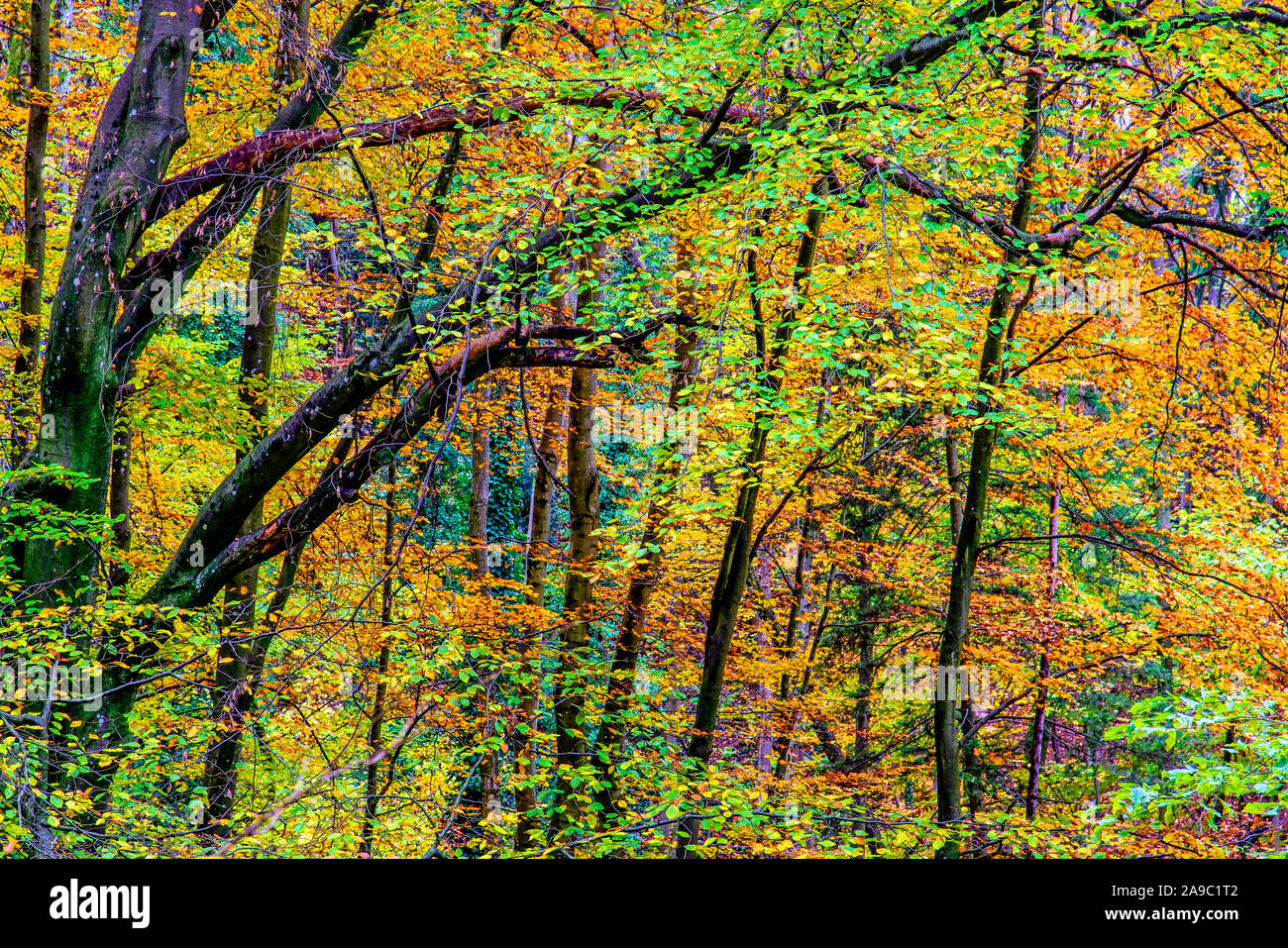 Beautiful Fall Colors in the Black Forest, Switzerland Stock Photo - Alamy