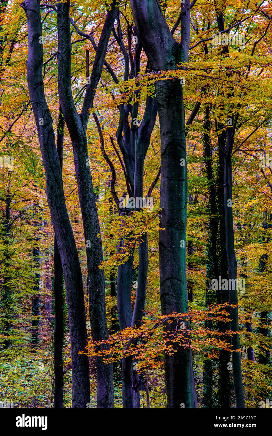Beautiful Fall Colors in the Black Forest, Switzerland Stock Photo - Alamy