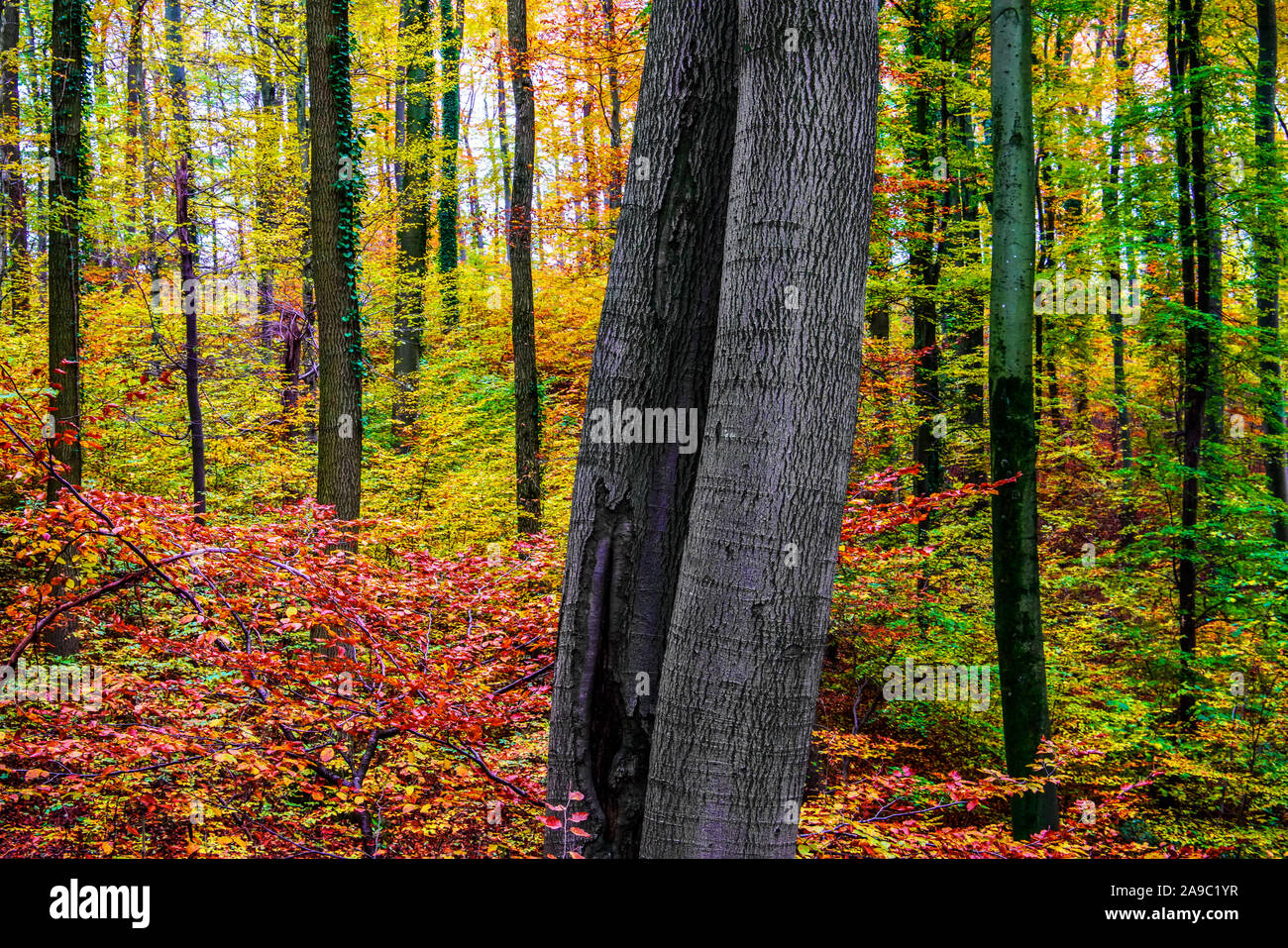 Beautiful Fall Colors in the Black Forest, Switzerland Stock Photo - Alamy