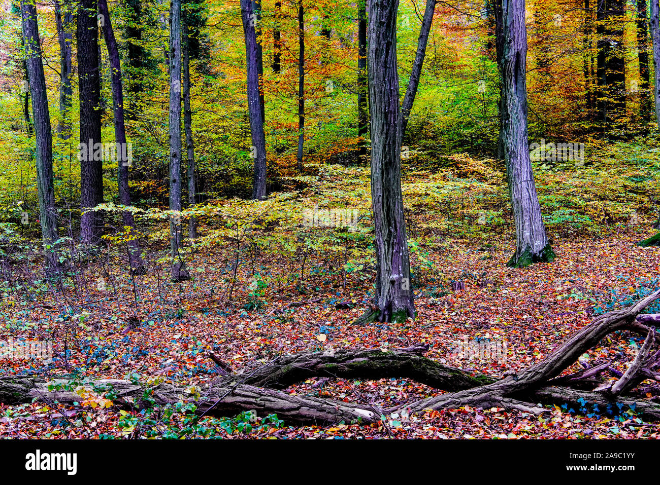 Beautiful Fall Colors in the Black Forest, Switzerland Stock Photo - Alamy