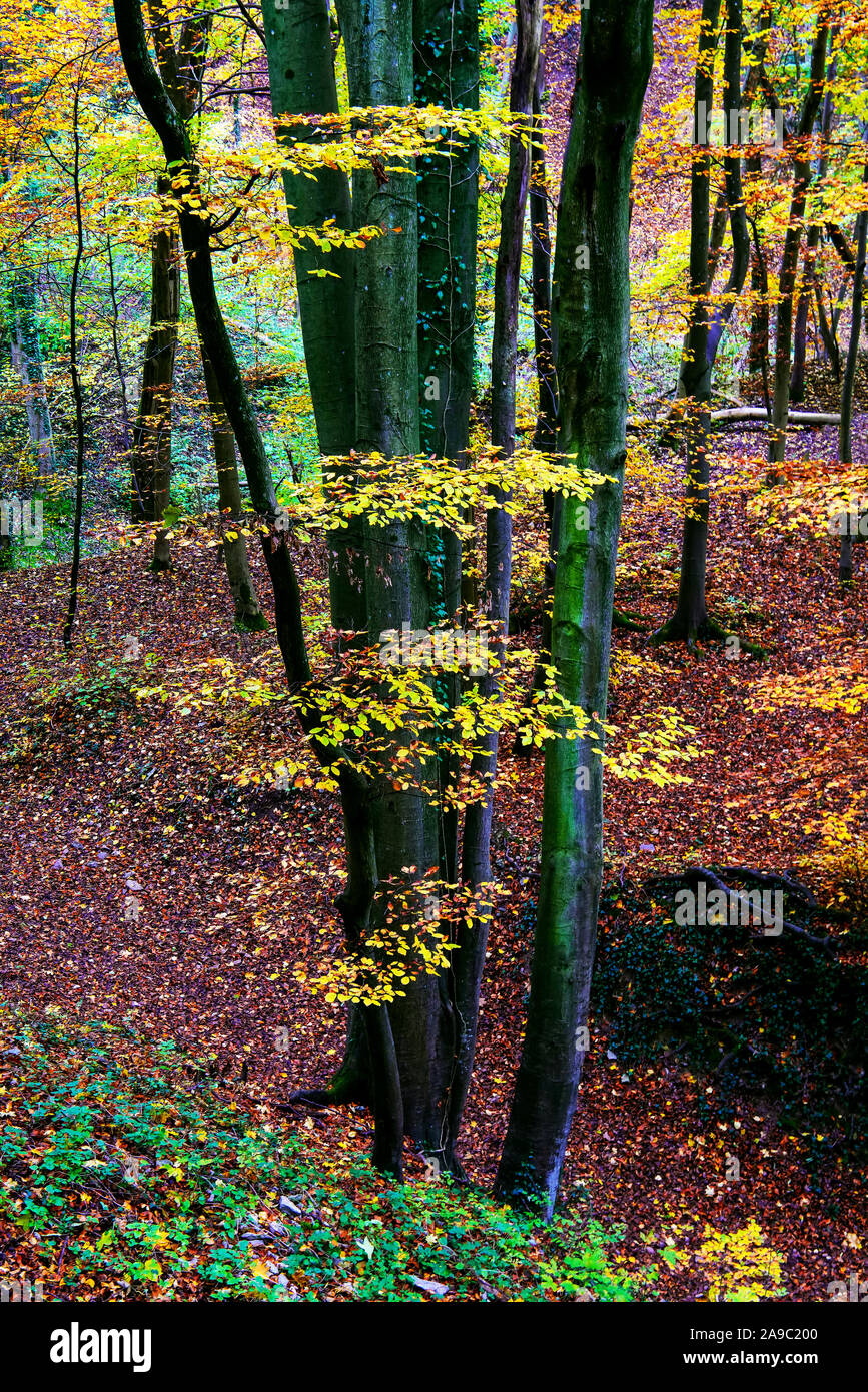 Beautiful Fall Colors in the Black Forest, Switzerland Stock Photo - Alamy