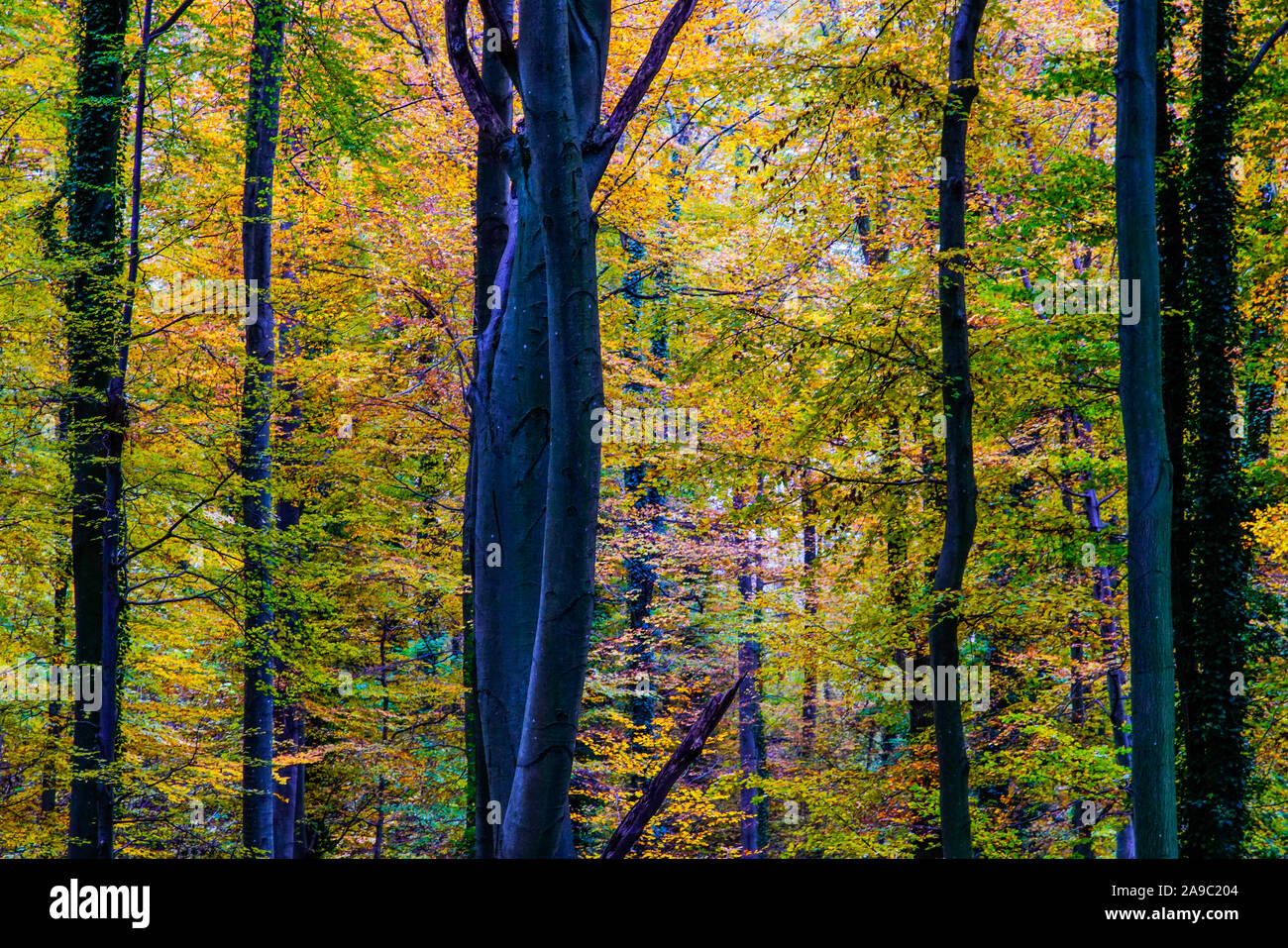 Beautiful Fall Colors in the Black Forest, Switzerland Stock Photo - Alamy