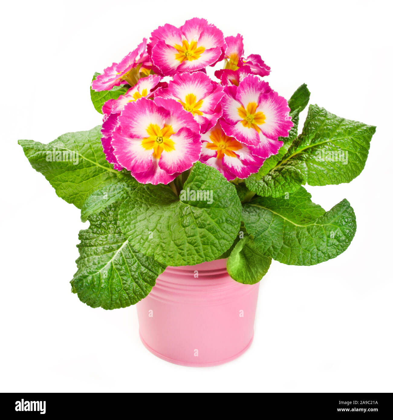 Primroses and flower pot isolated against white background Stock Photo ...