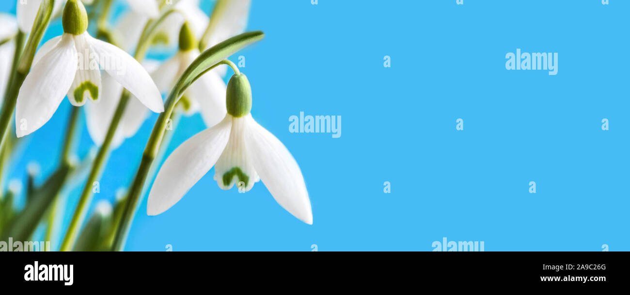 Snowdrop and blue background Stock Photo - Alamy