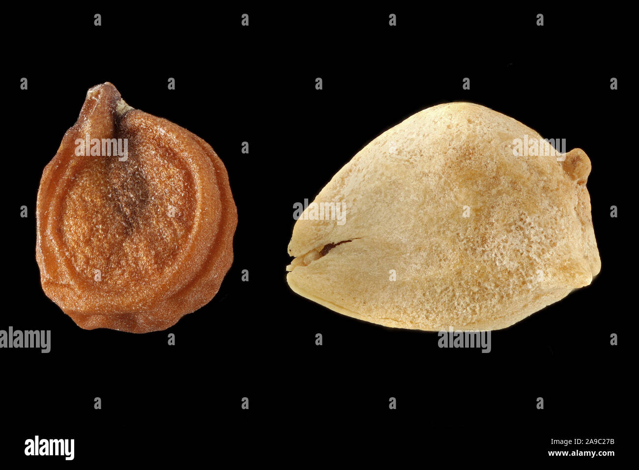 Spinacia oleracea, Spinach, Spinat, seed and fruit, close up Stock ...