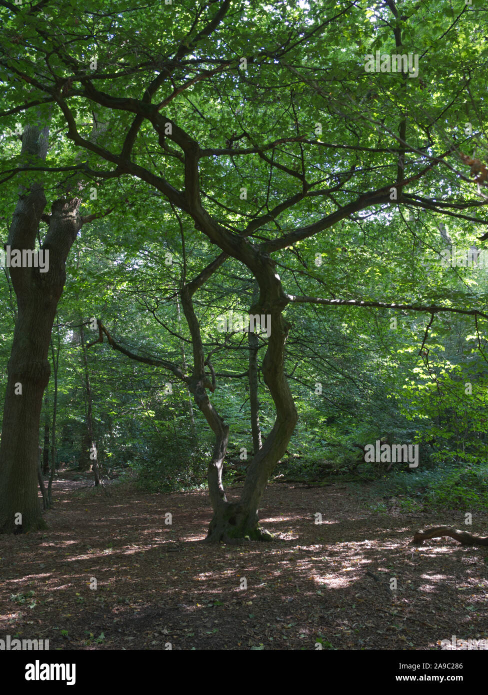 Coldfall wood hi-res stock photography and images - Alamy