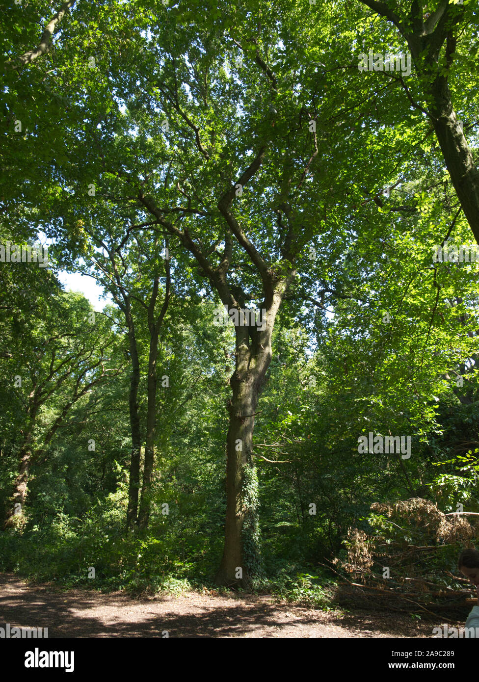 The Beautiful Anciient Highgate Woods some 70 acres of woodland ...