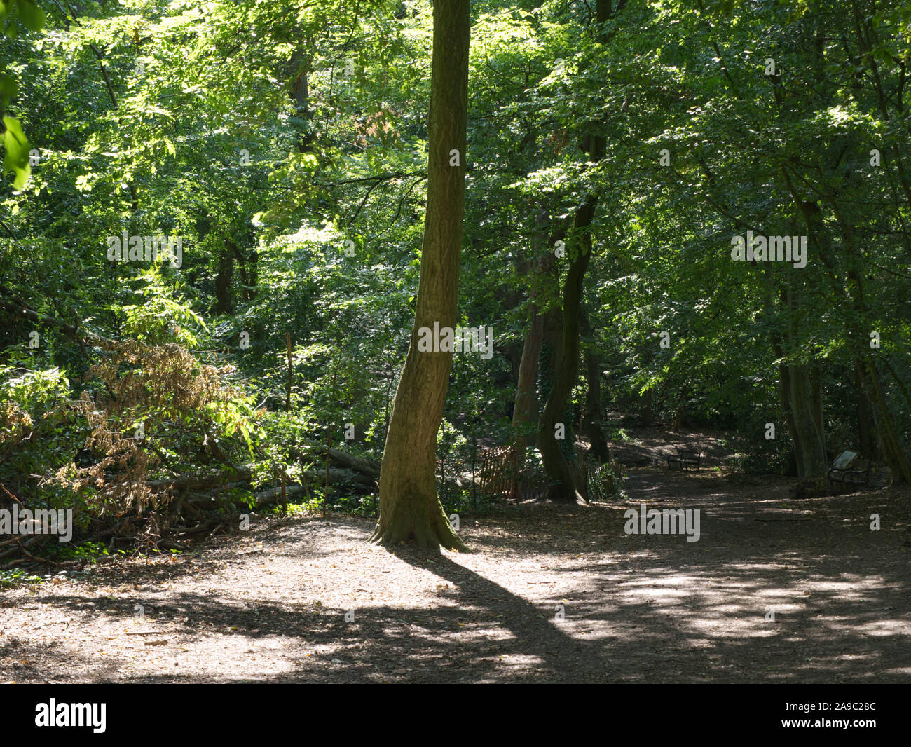 The Beautiful Anciient Highgate Woods some 70 acres of woodland ...