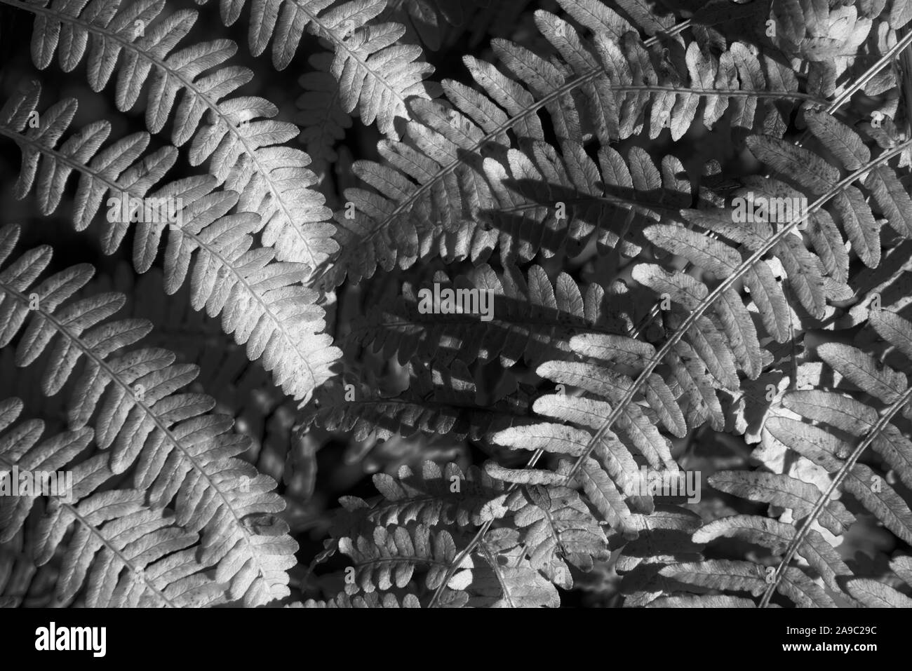 Fern leaves in black and white hi-res stock photography and images - Alamy