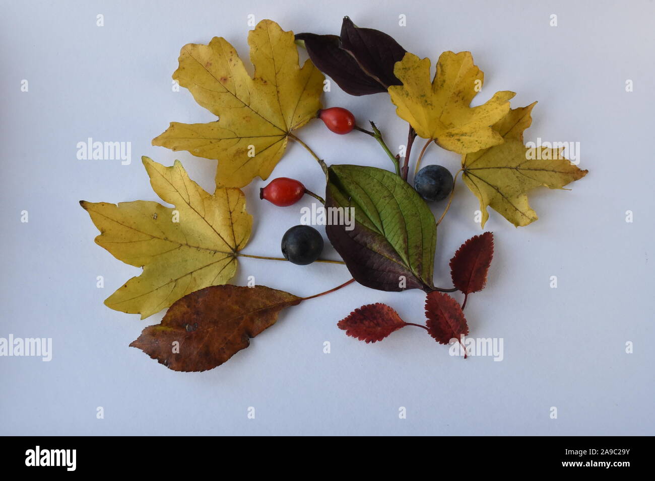Autumn leaves and berries on white background, hedgerow selection Stock ...