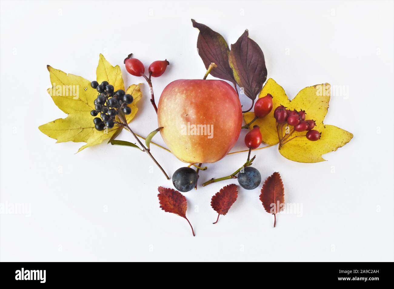 Autumn leaves and berries on white background, hedgerow selection Stock ...