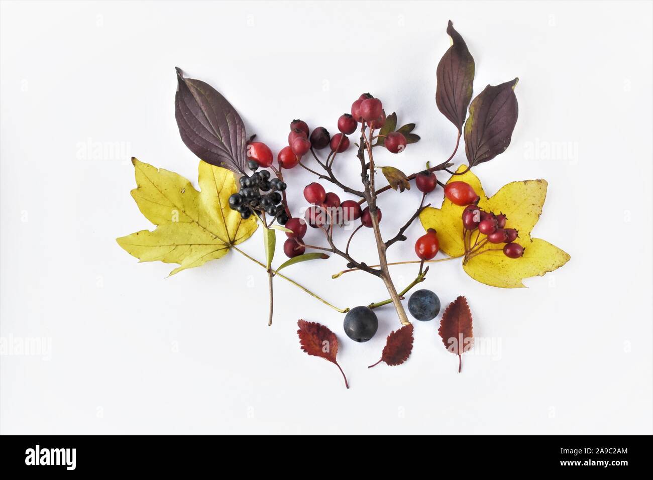Autumn leaves and berries on white background, hedgerow selection Stock ...