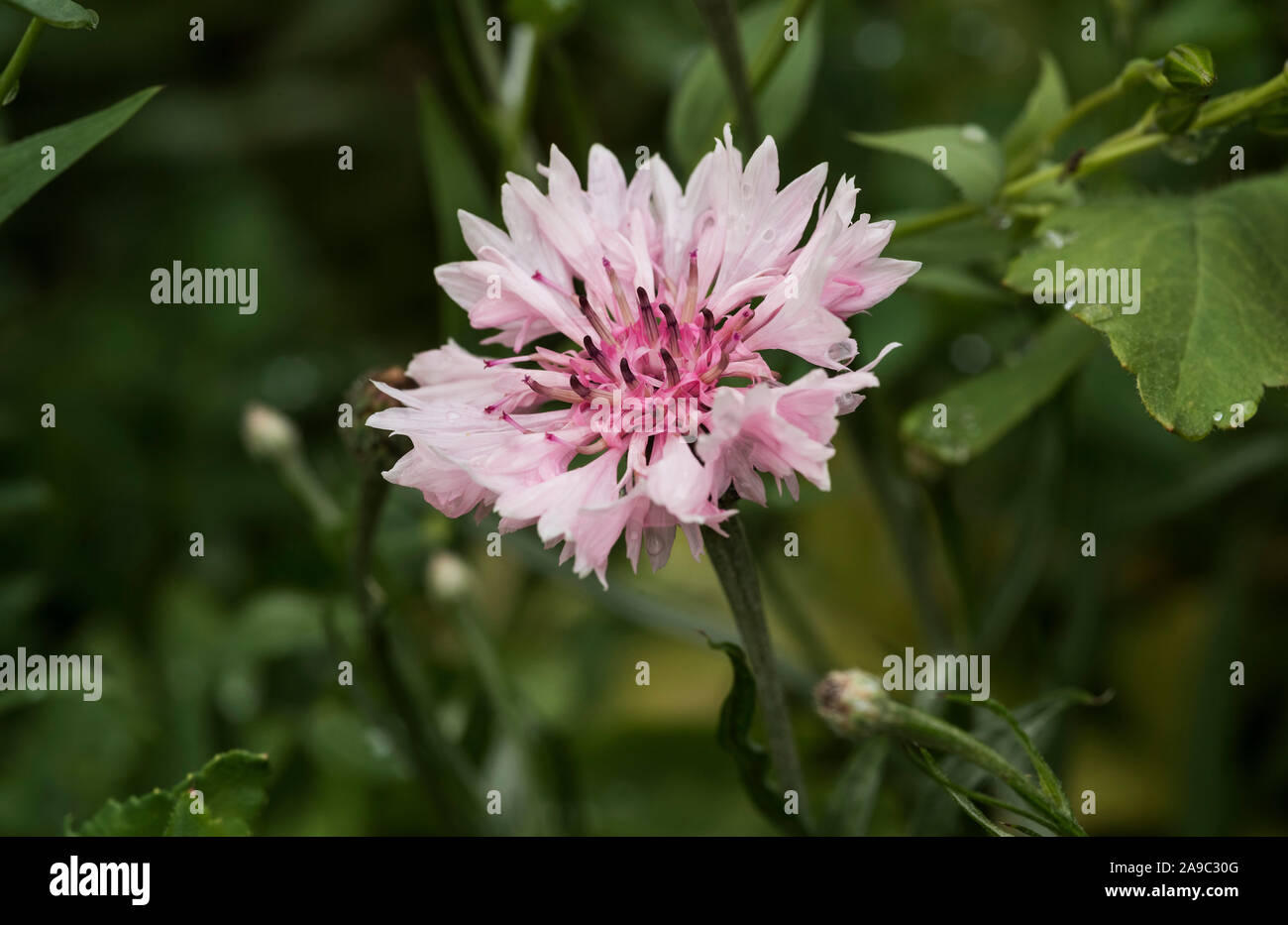 Close up of a pale pink Cornflower. Centaurea cyanus Stock Photo - Alamy
