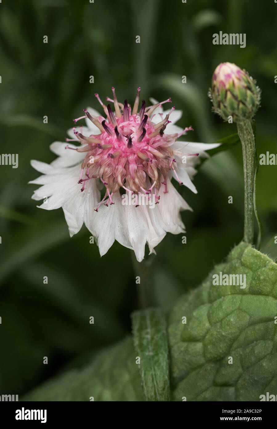 Close up of a pale pink Cornflower. Centaurea cyanus Stock Photo - Alamy