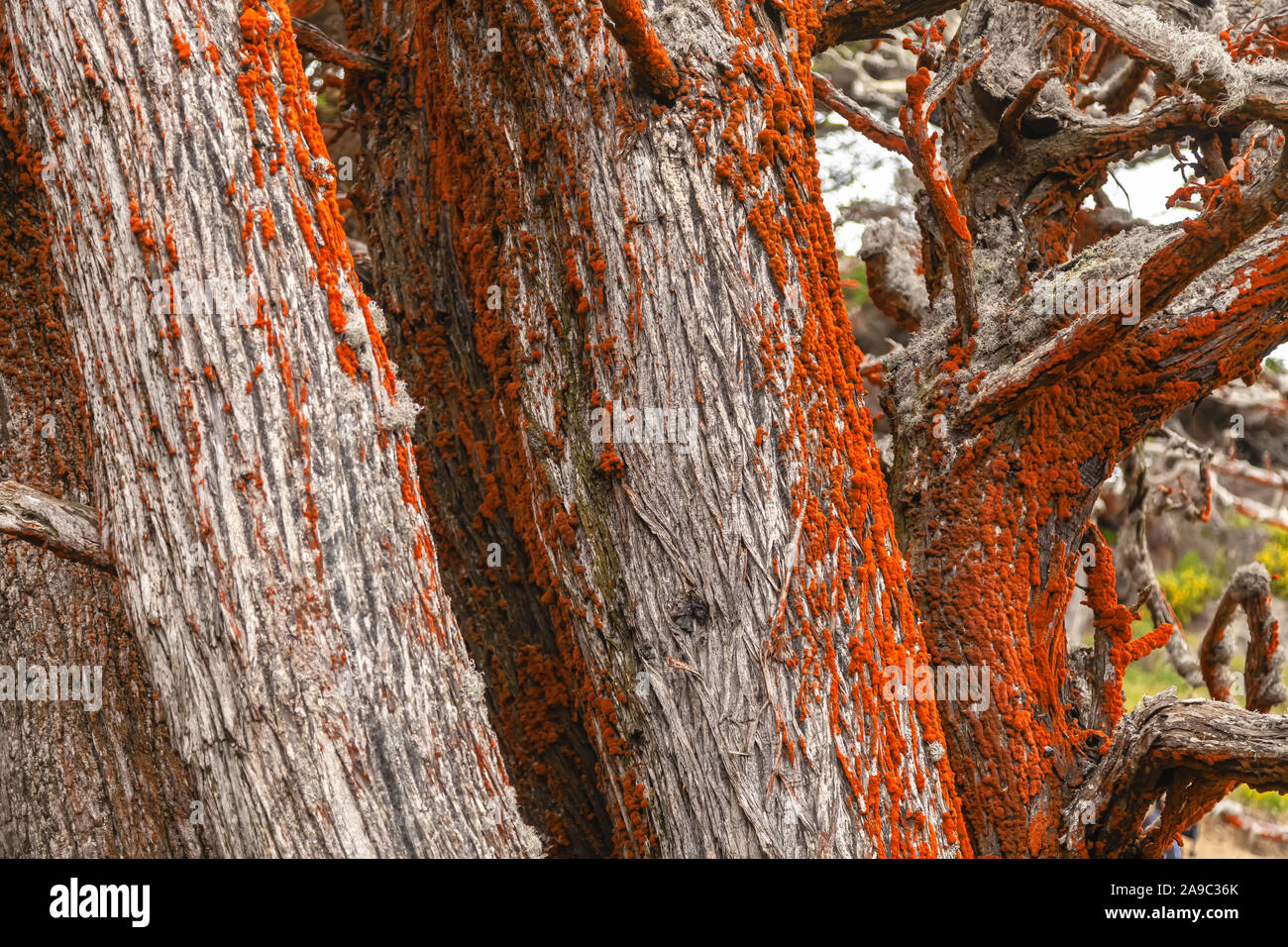 Trentepohlia algae hi-res stock photography and images - Alamy