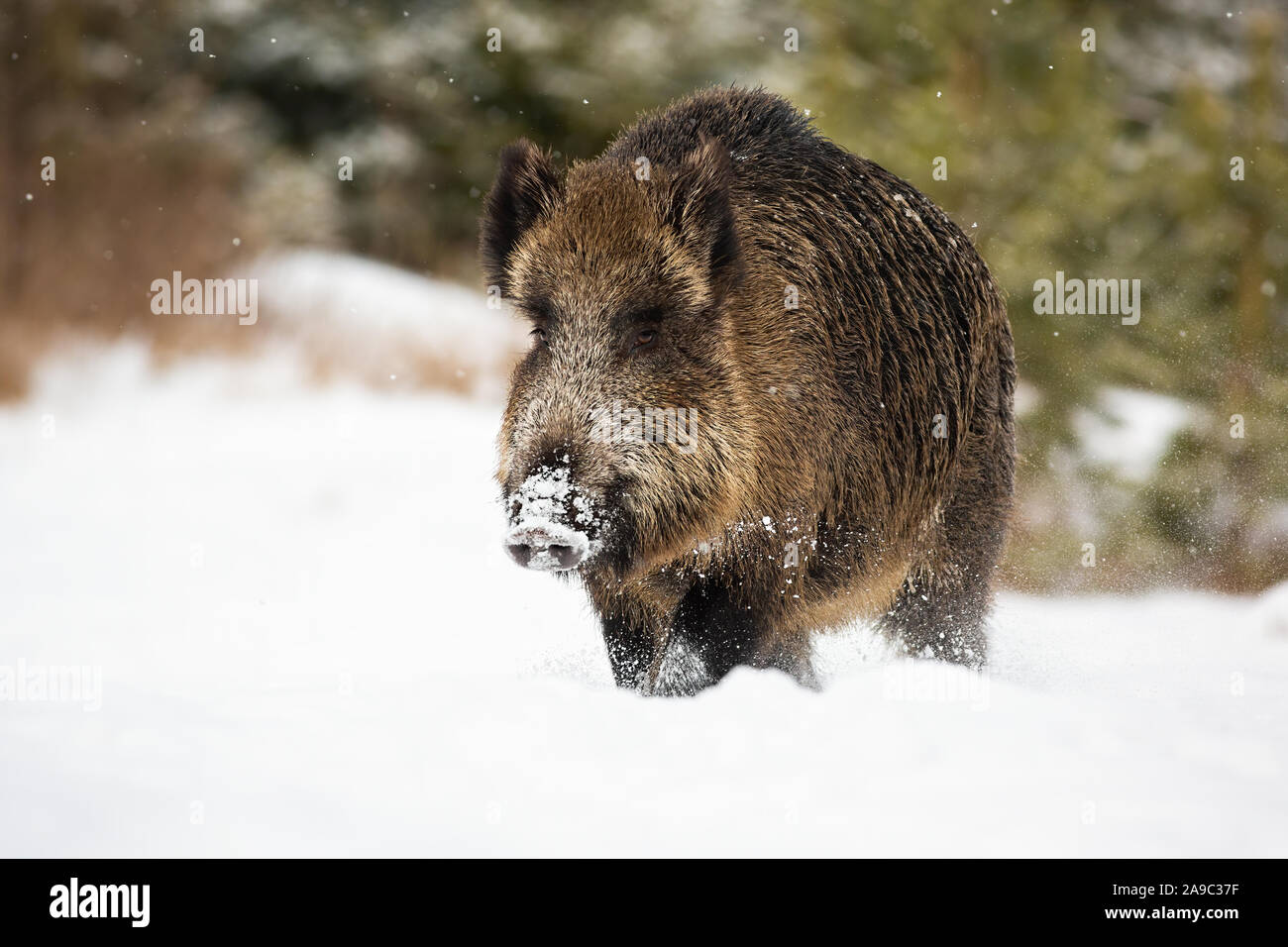 Big wild boar wading through deep snow in winter with snowflakes ...