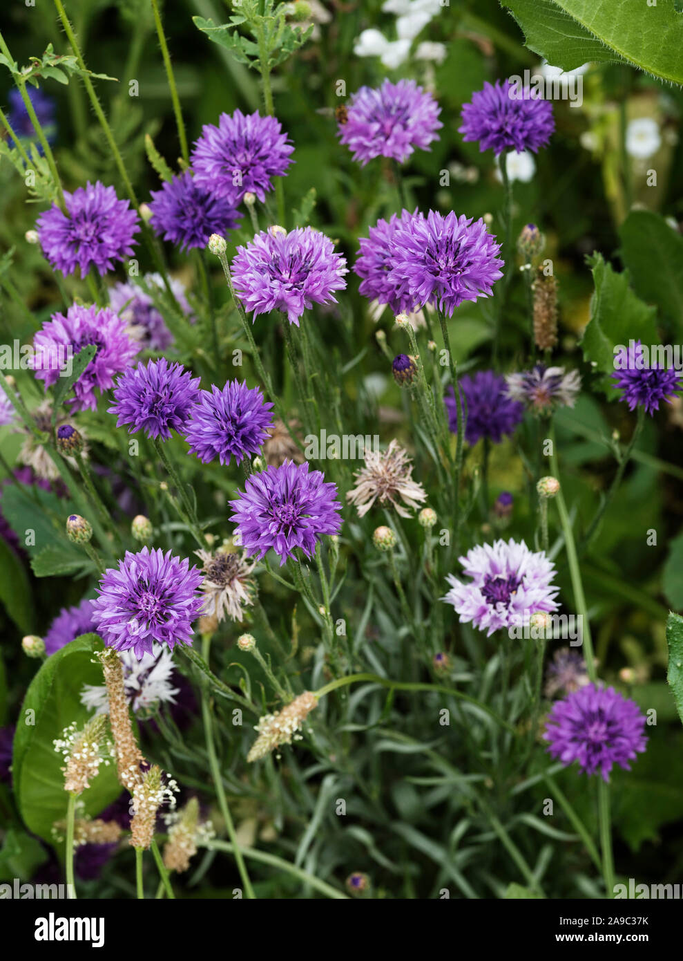 A patch of purple Cornflowers. Centaurea cyanus Stock Photo - Alamy