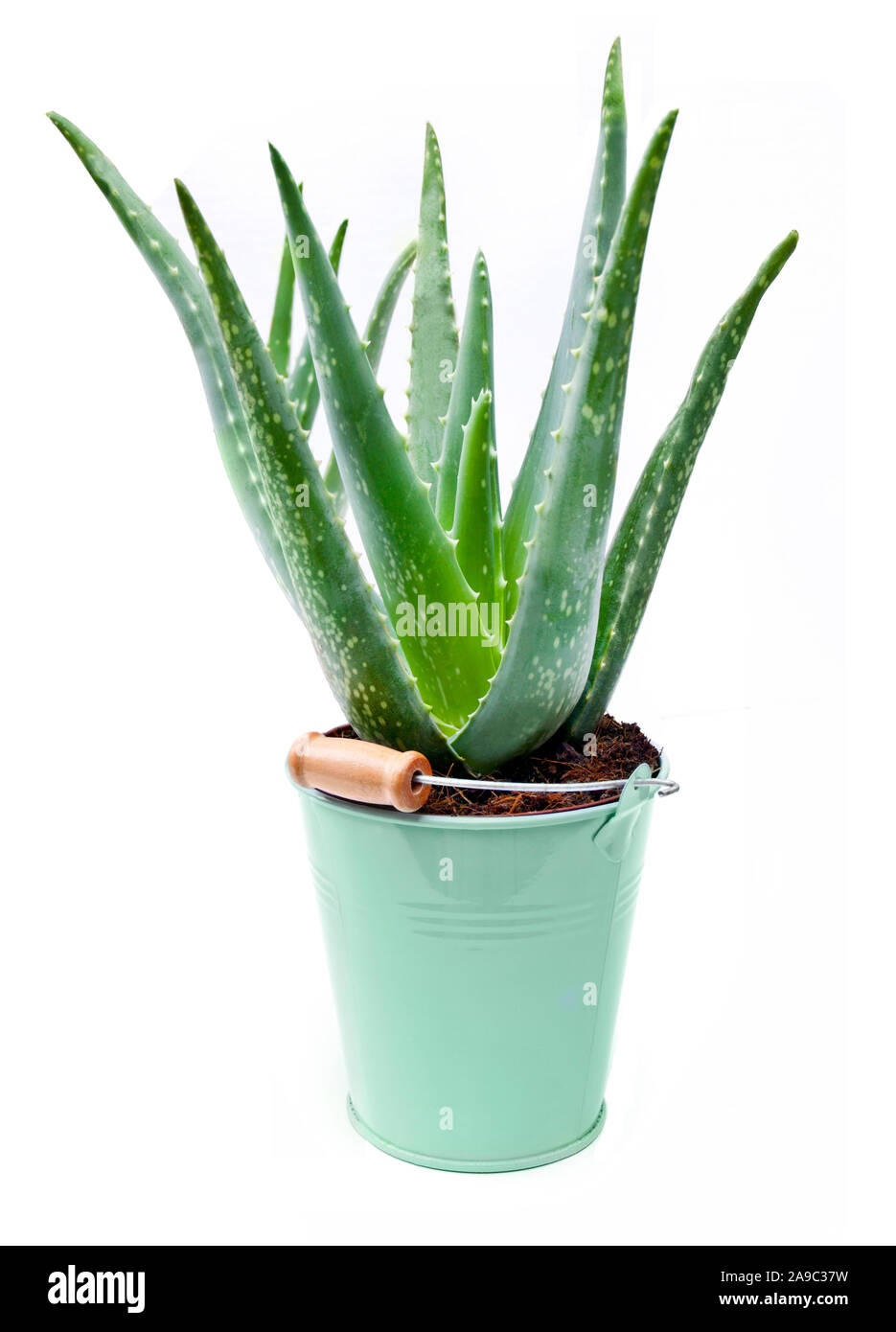 Aloe Vera in flower pot Stock Photo - Alamy