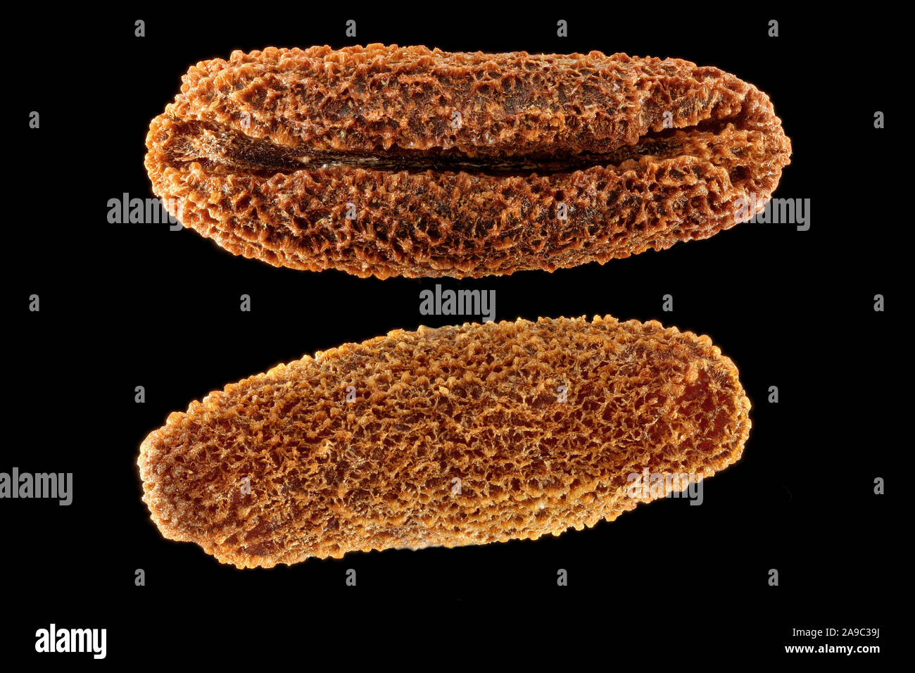 Vinca minor, Lesser periwinkle, Kleines Immergrün, seeds, close up ...