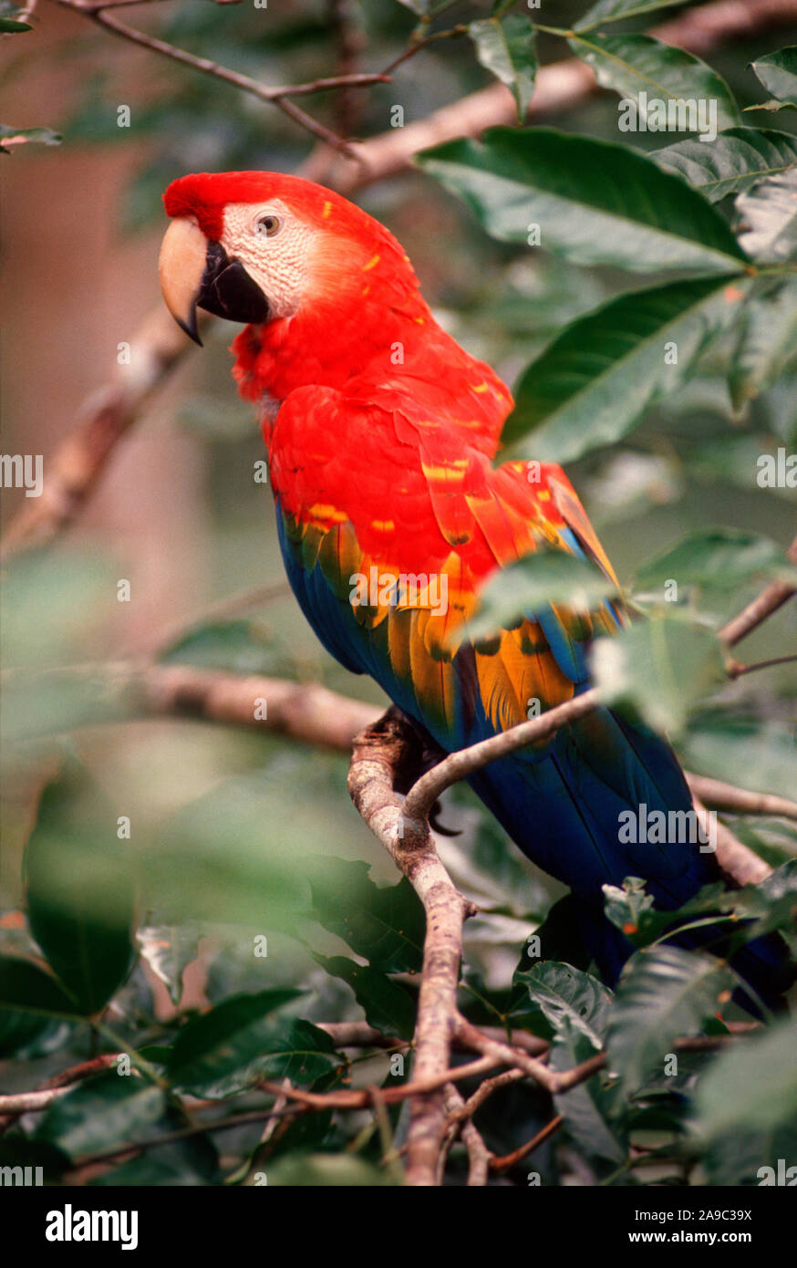 Scarlet Macaw Parrot on the Amazon forest, Brazil Stock Photo - Alamy