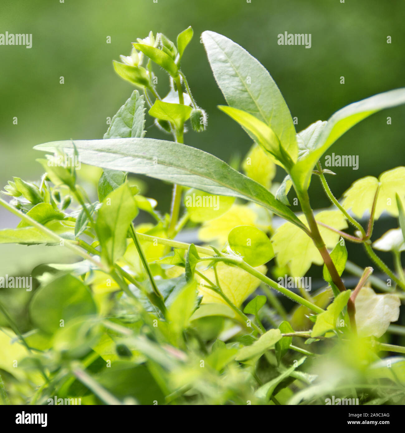 Garden weeds leaves close up Stock Photo - Alamy