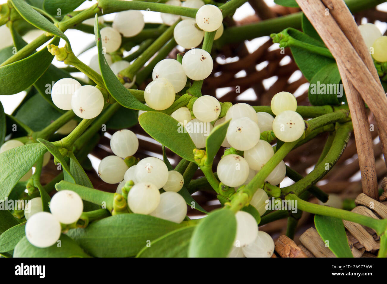 Mistletoe basket hi-res stock photography and images - Alamy