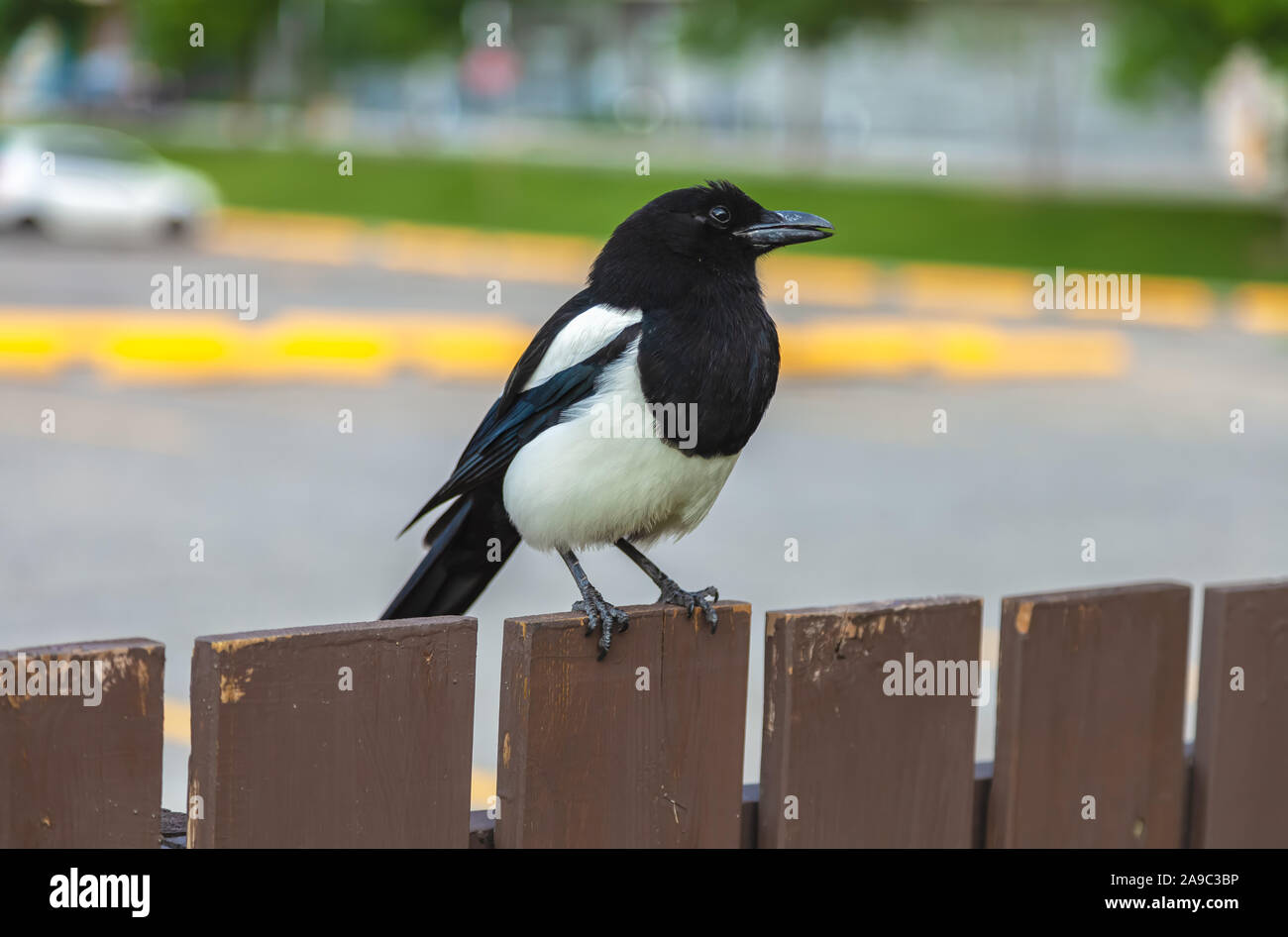 American magpie hi-res stock photography and images - Alamy