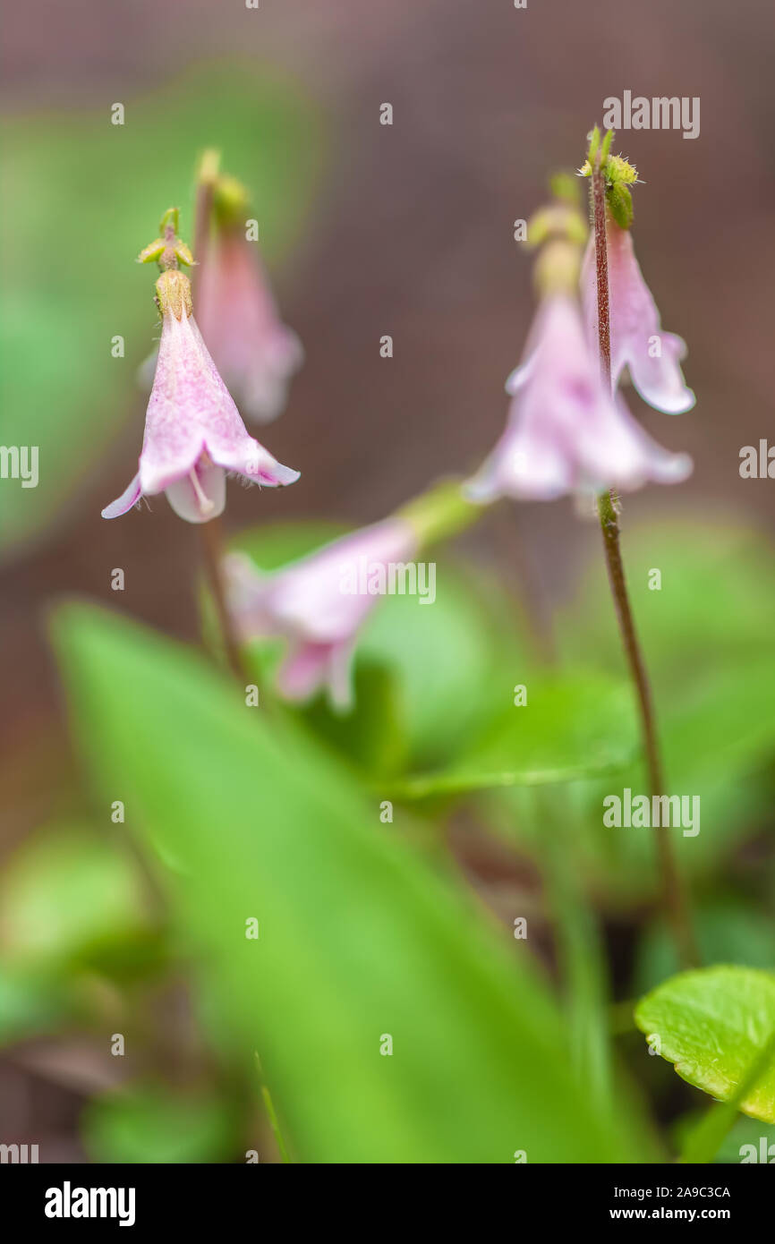 Linnaea borealis hi-res stock photography and images - Alamy
