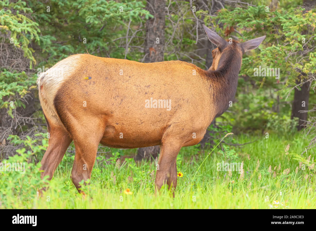 Back view of a female elk (Cervus canadensis) in Jasper National Park ...