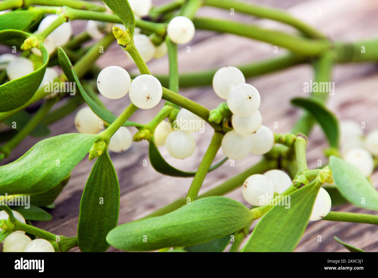 Mistletoe therapy hi-res stock photography and images - Alamy