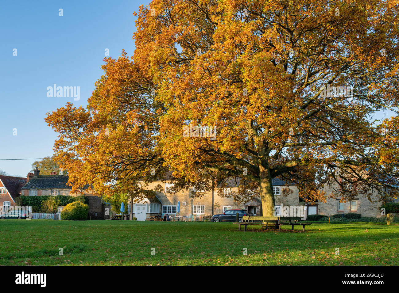 Autumn oak tree and the Cock Inn in the morning sunlight. Combe ...
