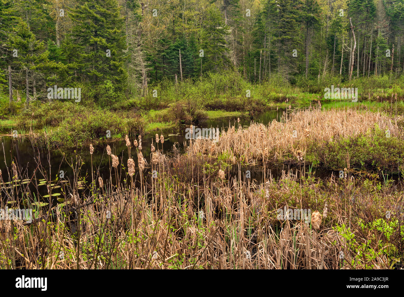 An Adirondack wetland in spring, Adirondack Mountains, Essex County ...