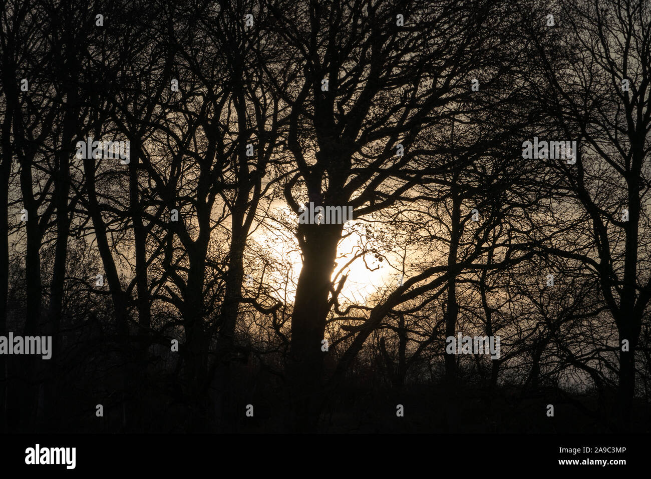Beech tree silhouette hi-res stock photography and images - Alamy
