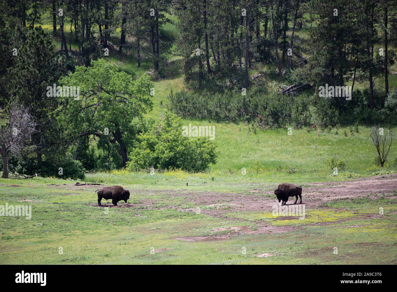 two buffalo grazing Stock Photo - Alamy